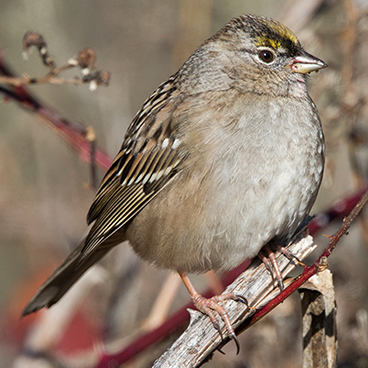 Golden-crowned Sparrow photo by Peter Kondrashov