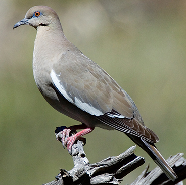 Species Spotlight for